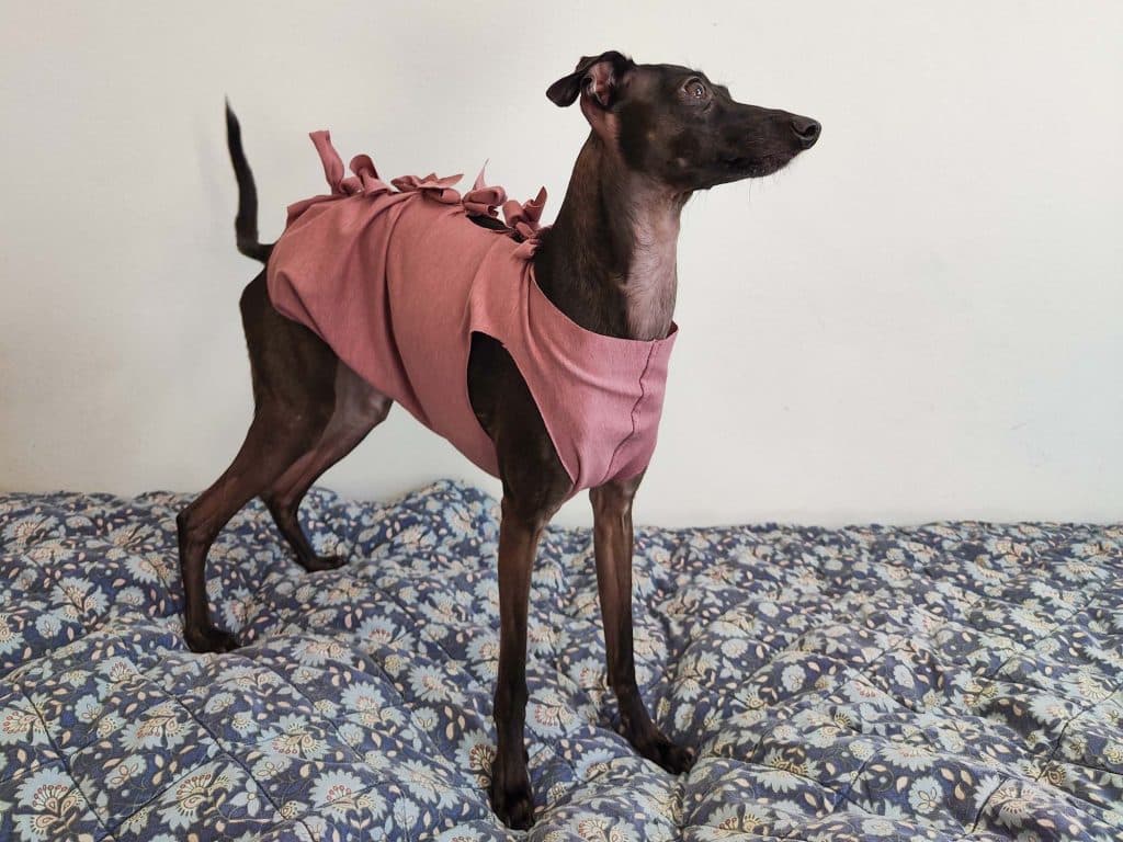 DIY Recovery Suit / PDF SEWING PATTERN - FancyPetPatts