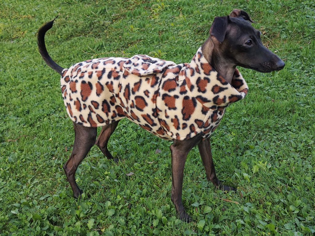Italian Greyhound Coat / PDF SEWING PATTERN - FancyPetPatts