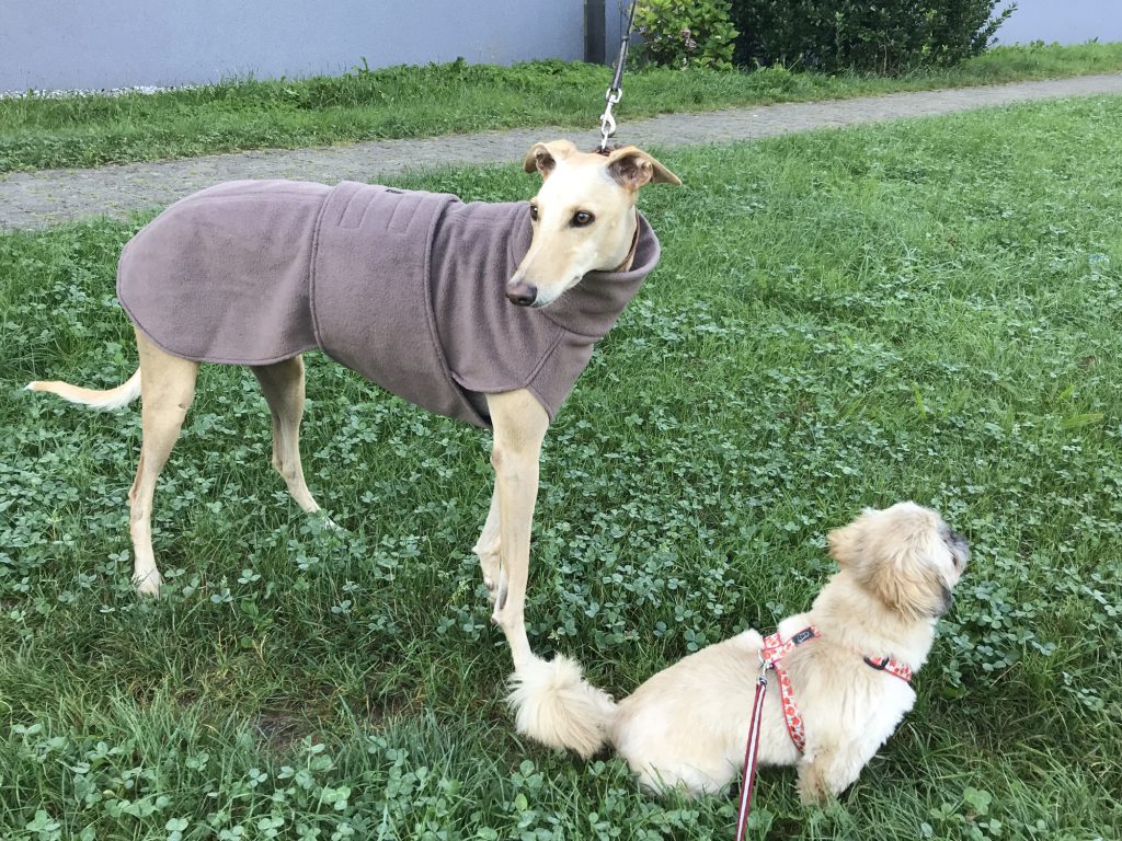 Greyhound Coat / PDF SEWING PATTERN - FancyPetPatts