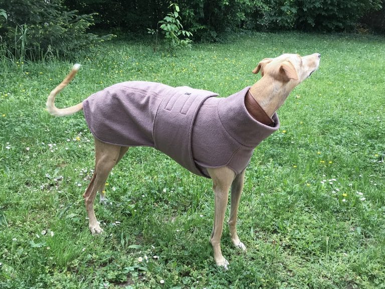 Greyhound Coat / PDF SEWING PATTERN - FancyPetPatts